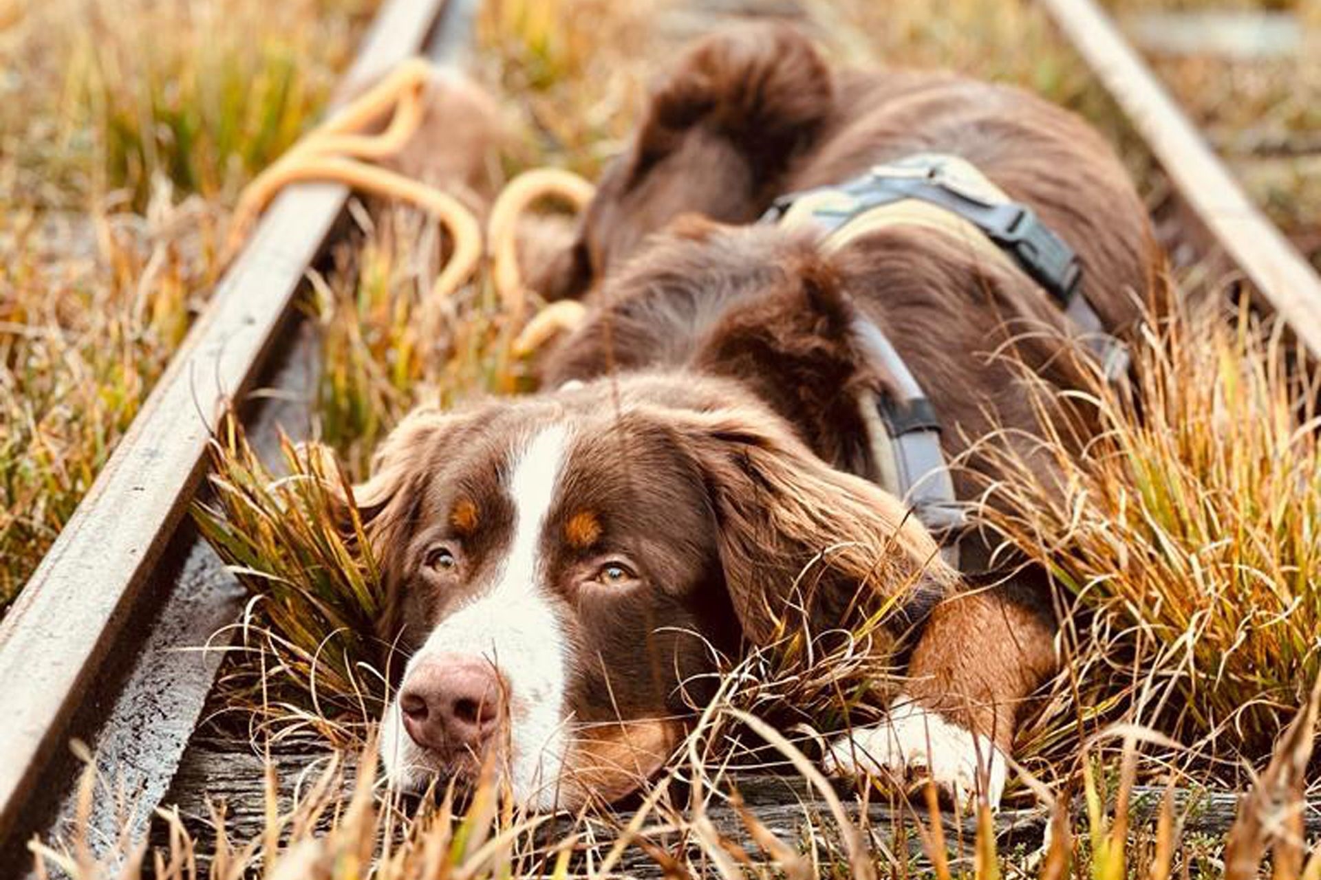 Urlaub mit dem Hund 🐶 im Chalet im Berchtesgadener Land
