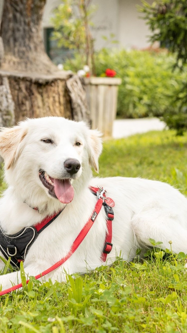 Urlaub mit dem Hund 🐶 im Chalet im Berchtesgadener Land